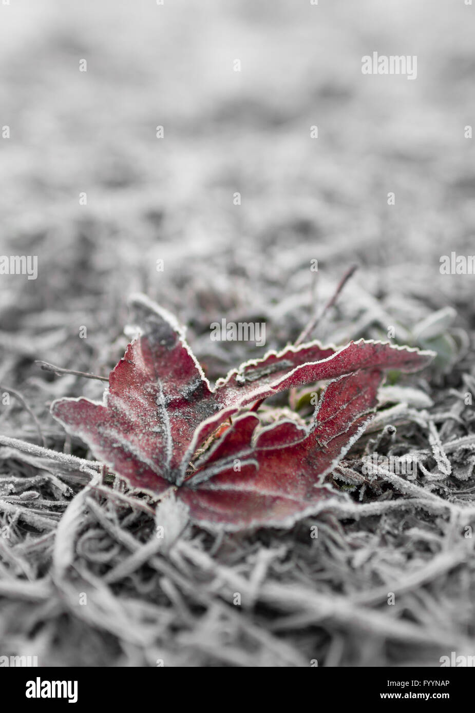 Dead leaf in frost Stock Photo - Alamy