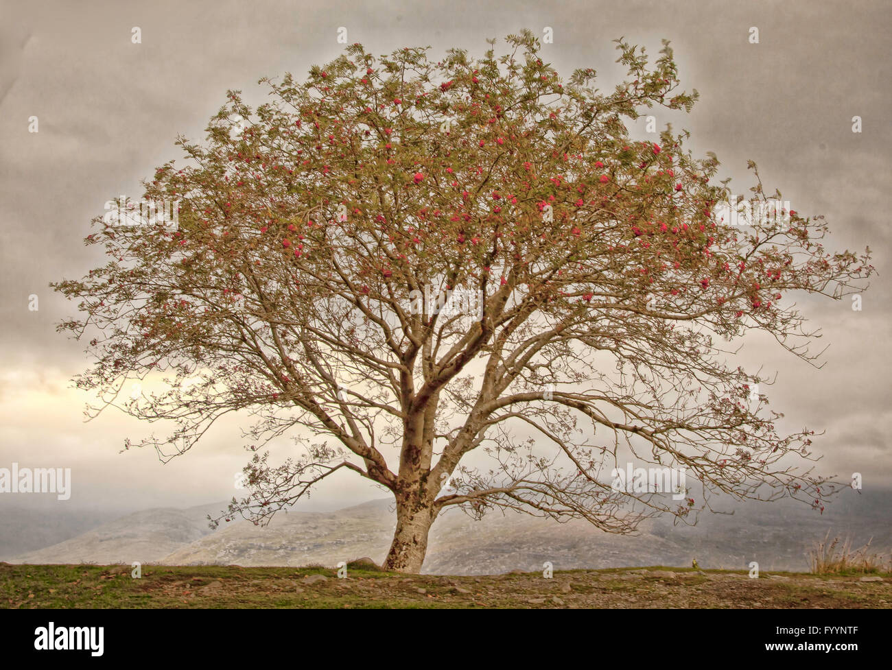 Rowan tree trees ireland hi-res stock photography and images - Alamy