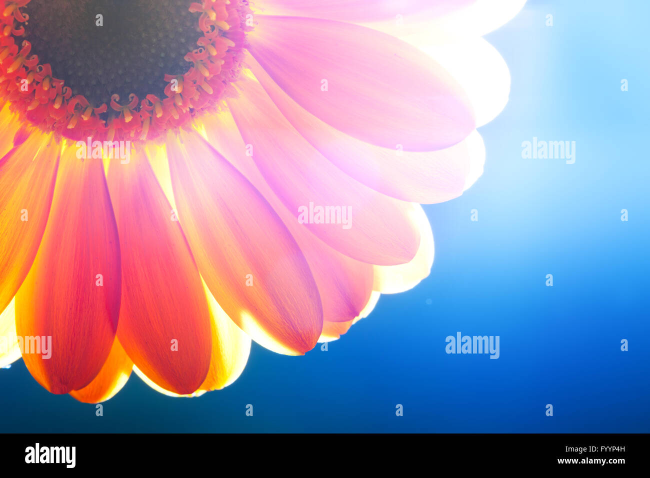 Close up flower hi-res stock photography and images - Alamy