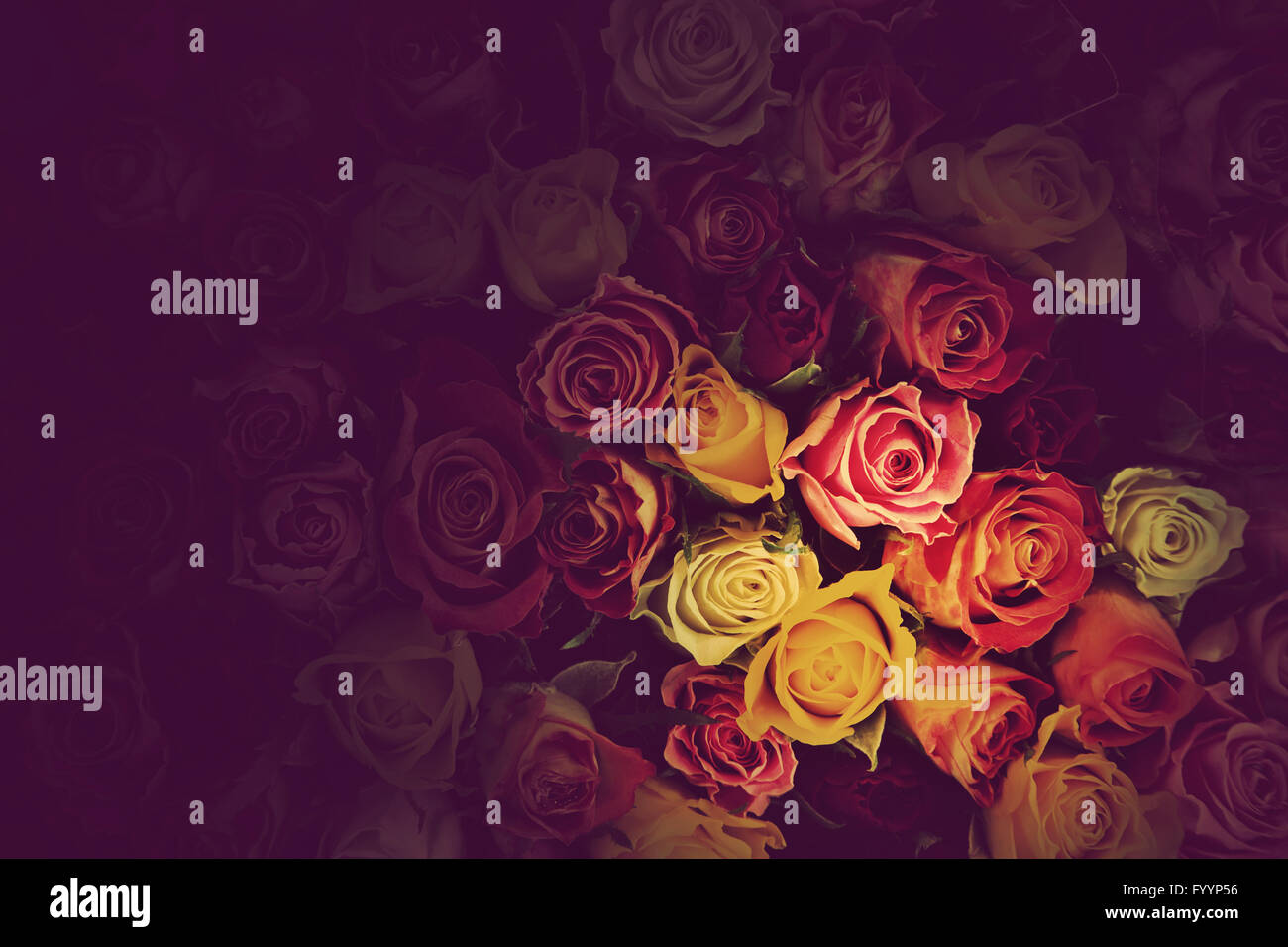 Colorful roses background Stock Photo - Alamy
