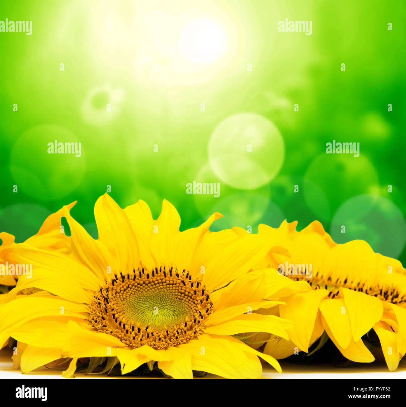Sunflowers on green sunny nature background Stock Photo - Alamy