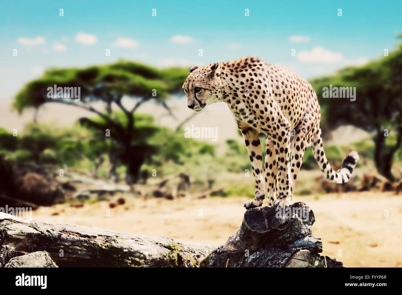 A wild cheetah about to attack Stock Photo - Alamy