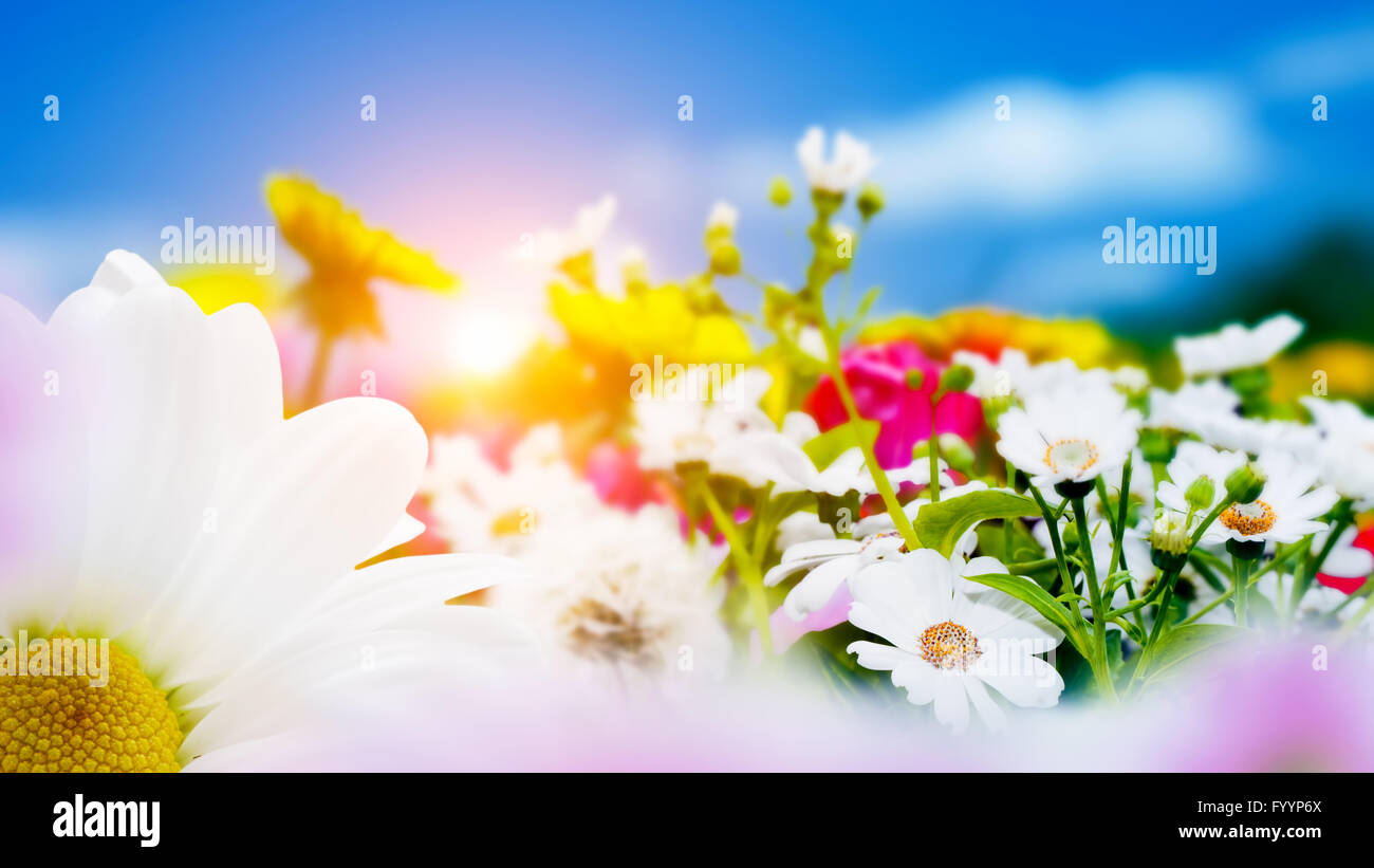 Spring flowers field hi-res stock photography and images - Alamy