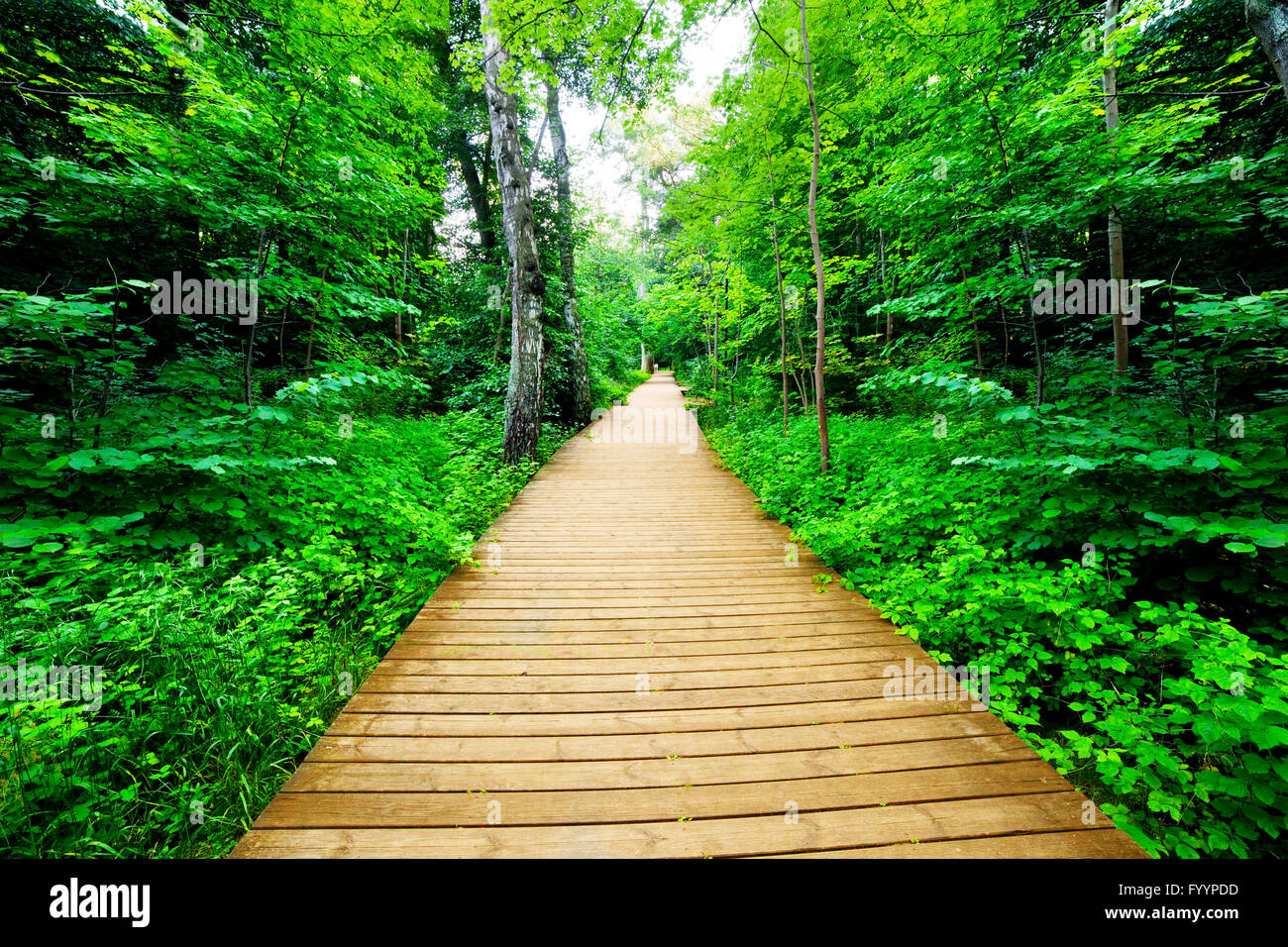 Wooden road path way hi-res stock photography and images - Alamy