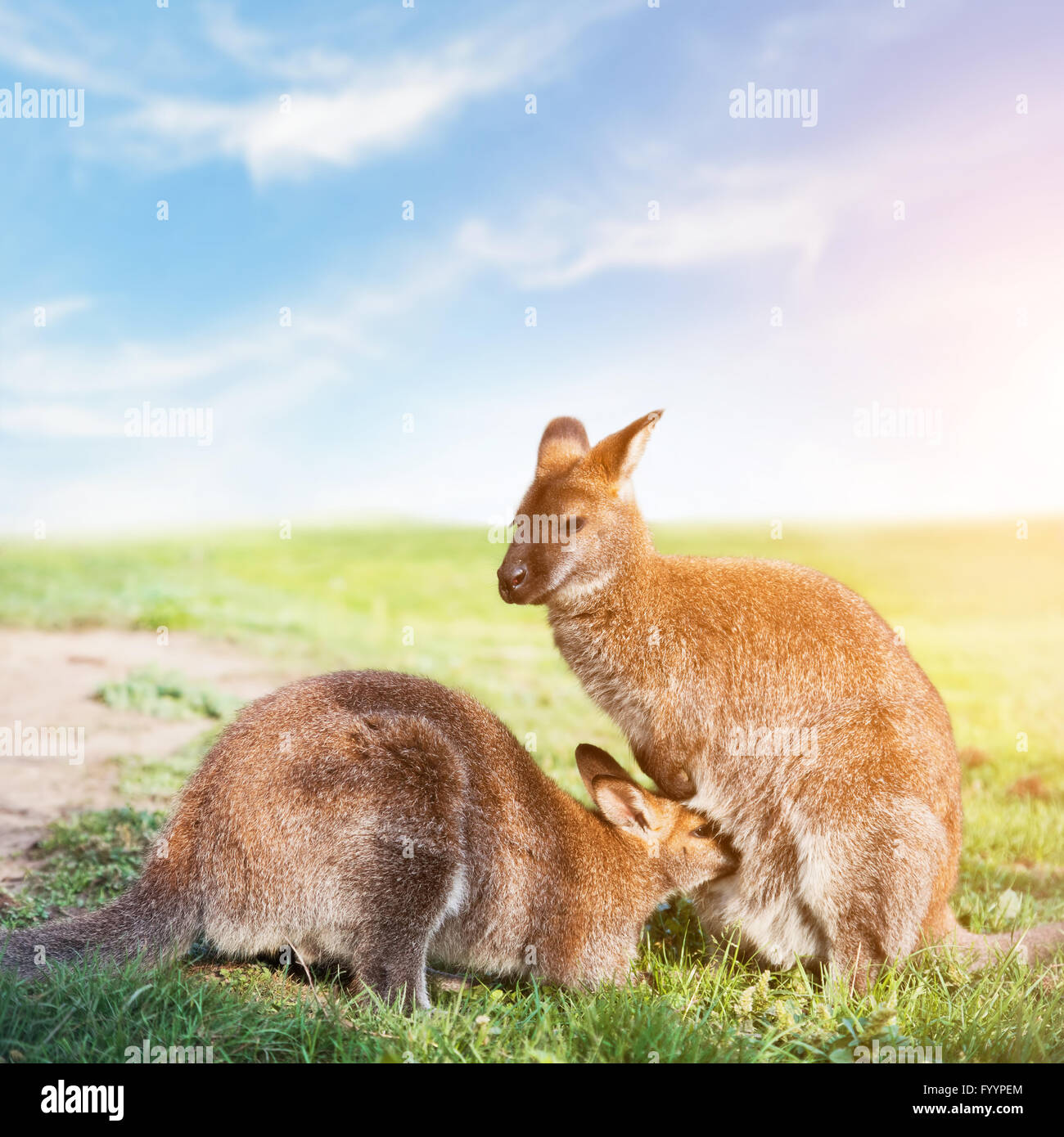 Kangaroo standing tail hi-res stock photography and images - Alamy
