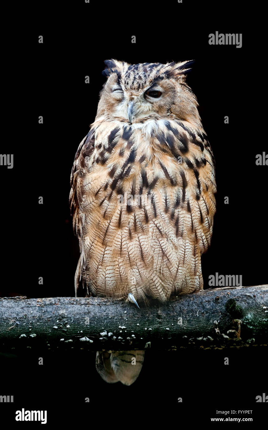 Winking eyes hi-res stock photography and images - Alamy