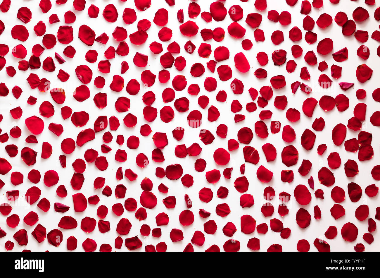 Red rose petals background, pattern Stock Photo - Alamy