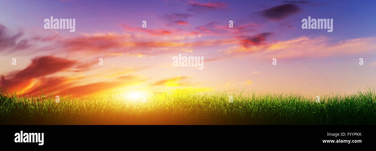 Green grass on sunset sunny sky Stock Photo - Alamy