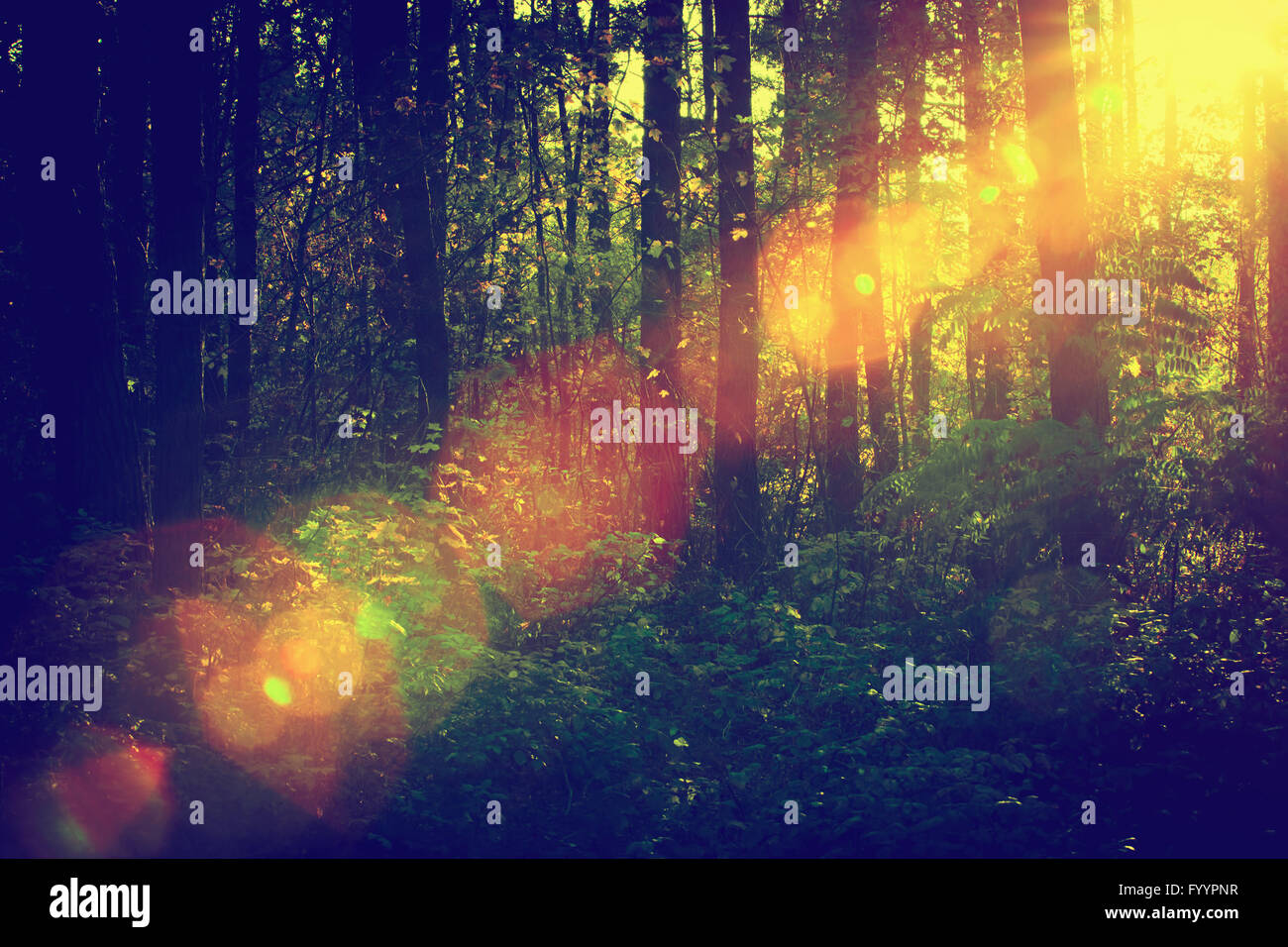 Sun shining through deep forest. Flare Stock Photo - Alamy