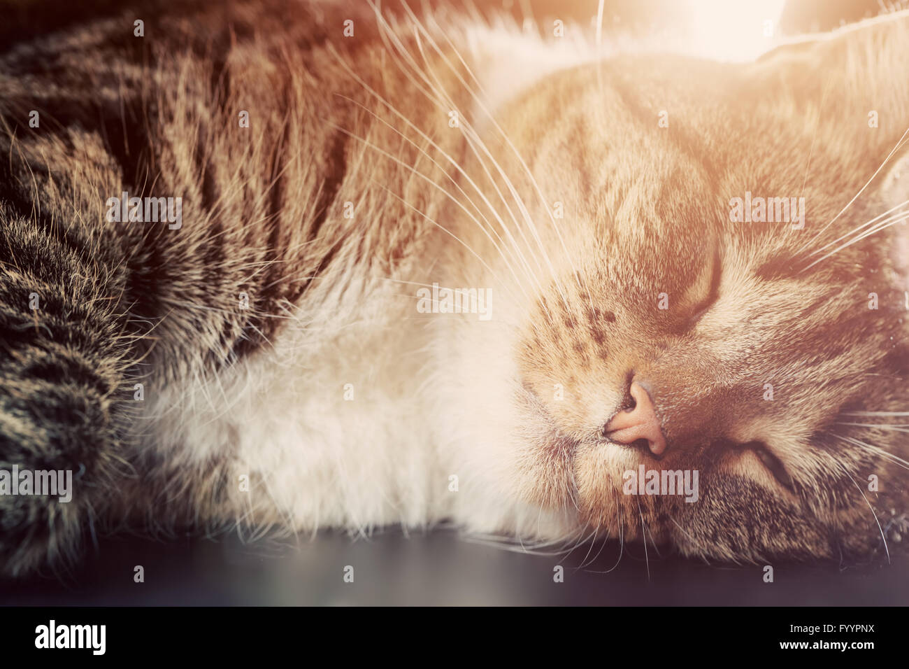 Cute small cat sleeping. Happy expression Stock Photo - Alamy