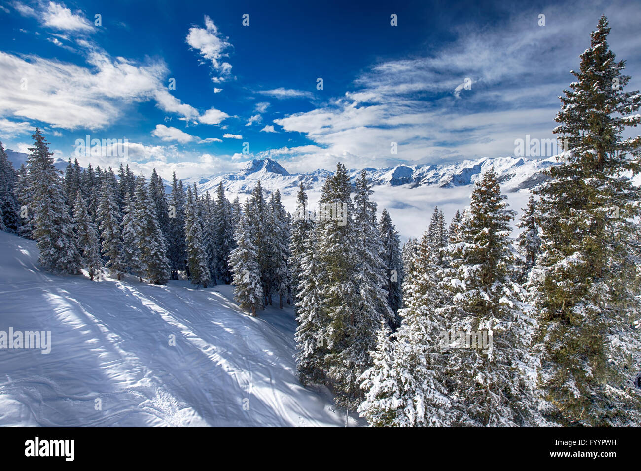 Trees covered by fresh snow in Austria Alps from Kitzbuehel ski resort ...
