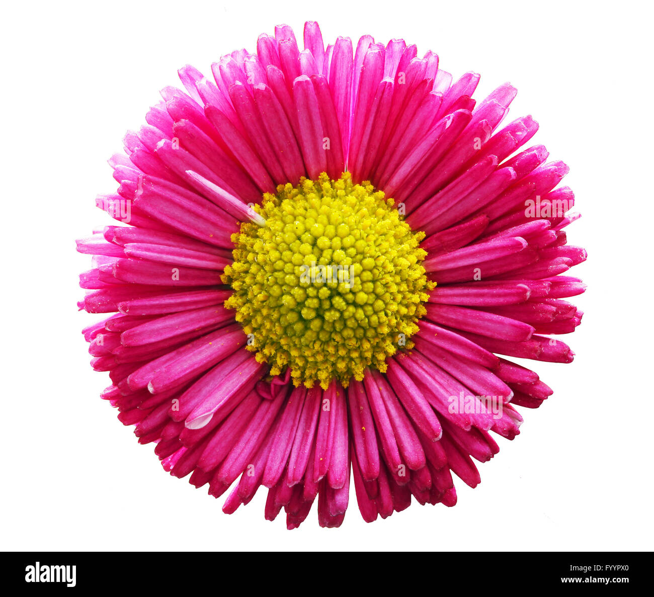 Fresh purple flower on Cut Out Stock Images & Pictures - Alamy