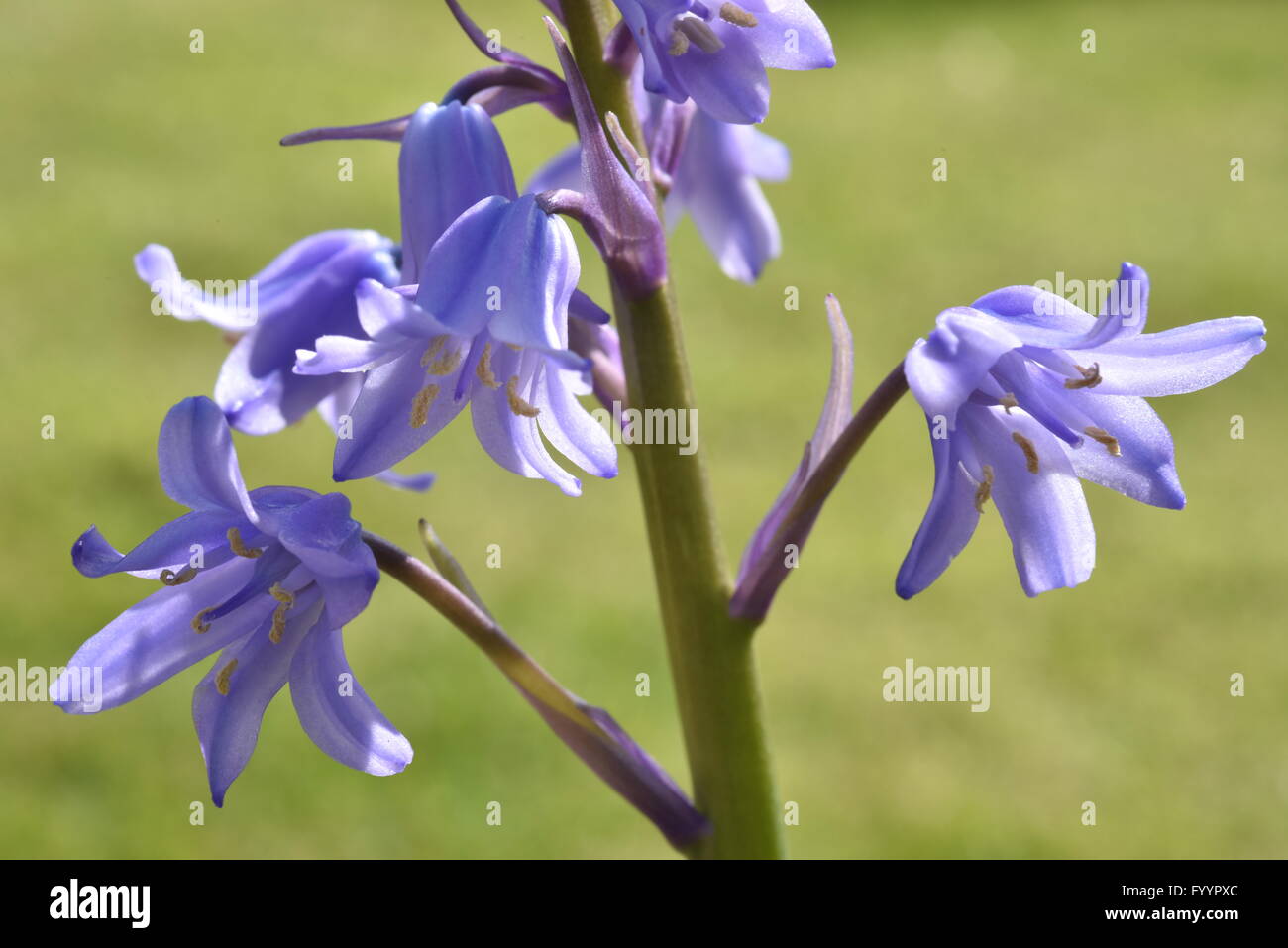 Bluebells close-up growing in a woodland area Stock Photo - Alamy