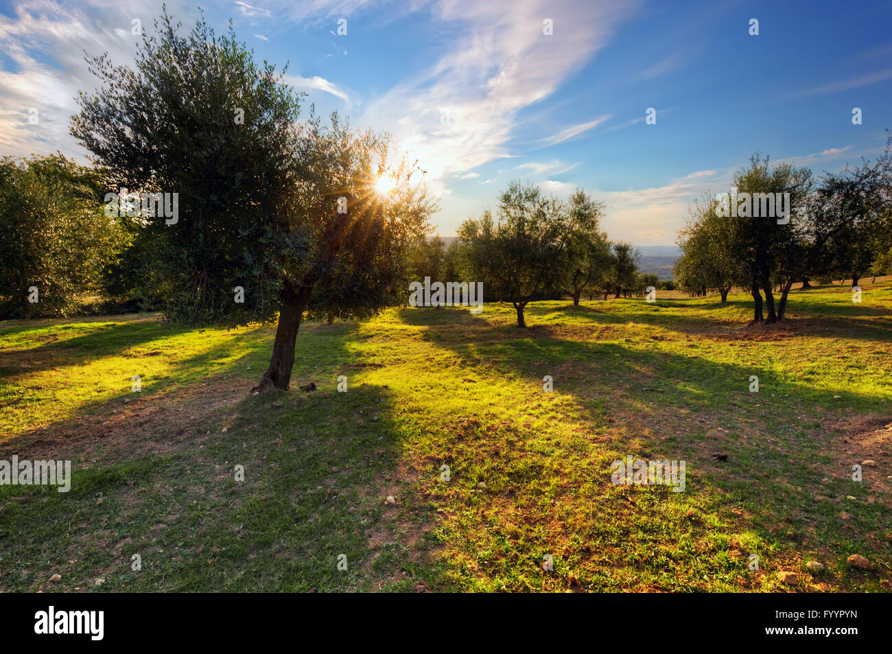 Olive trees garden agricultural farm hi-res stock photography and ...