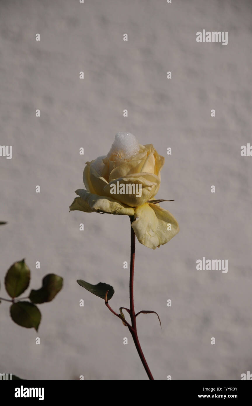 Rosa Schneewittchen, Shrub rose, with snow Stock Photo - Alamy