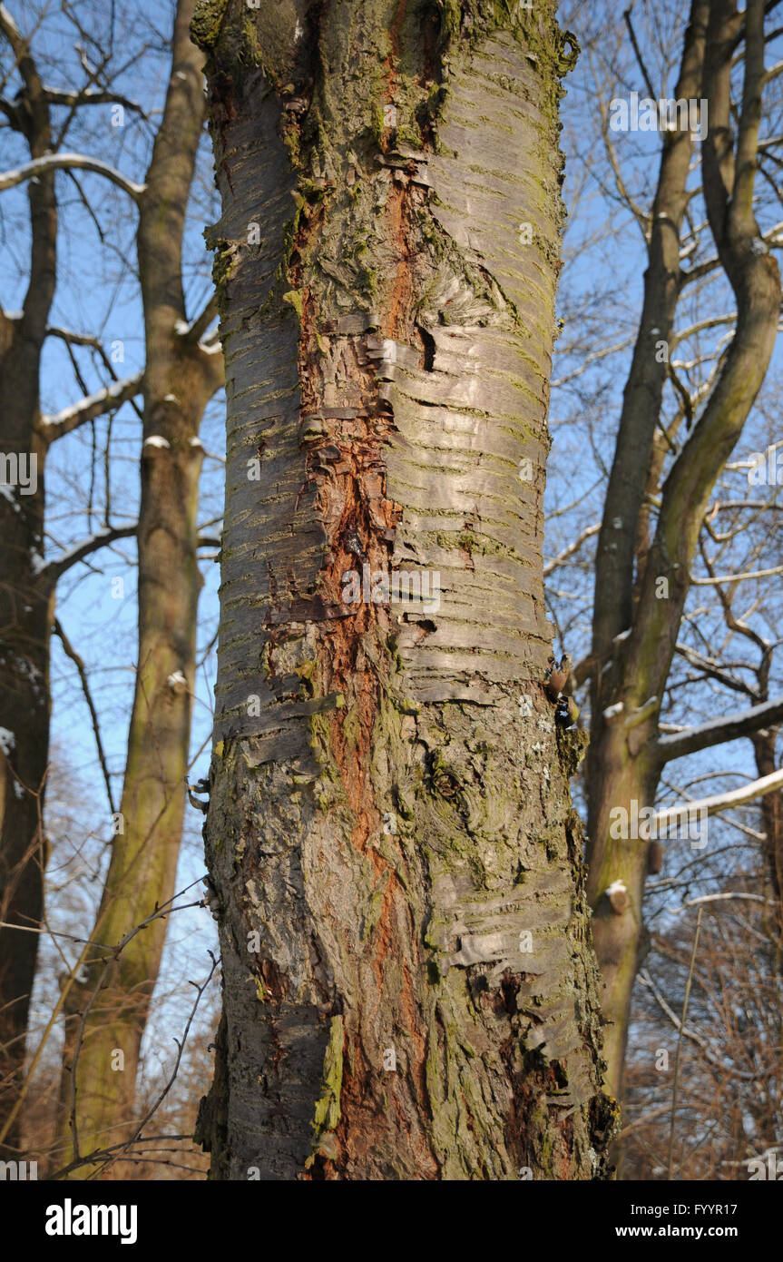 Prunus avium, Sweet cherry, trunk Stock Photo - Alamy