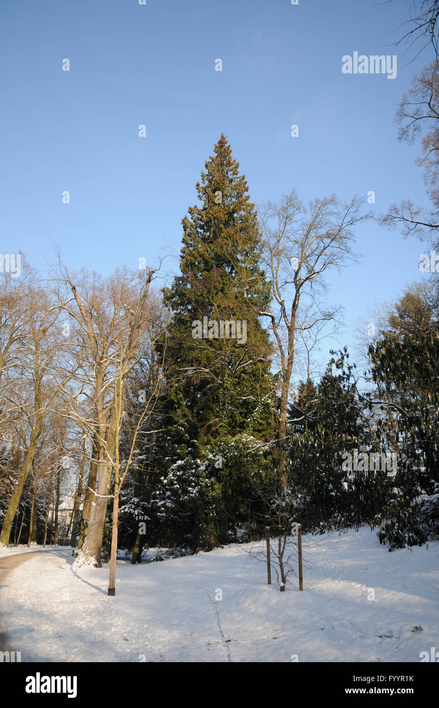 Giant cedar tree hi-res stock photography and images - Alamy