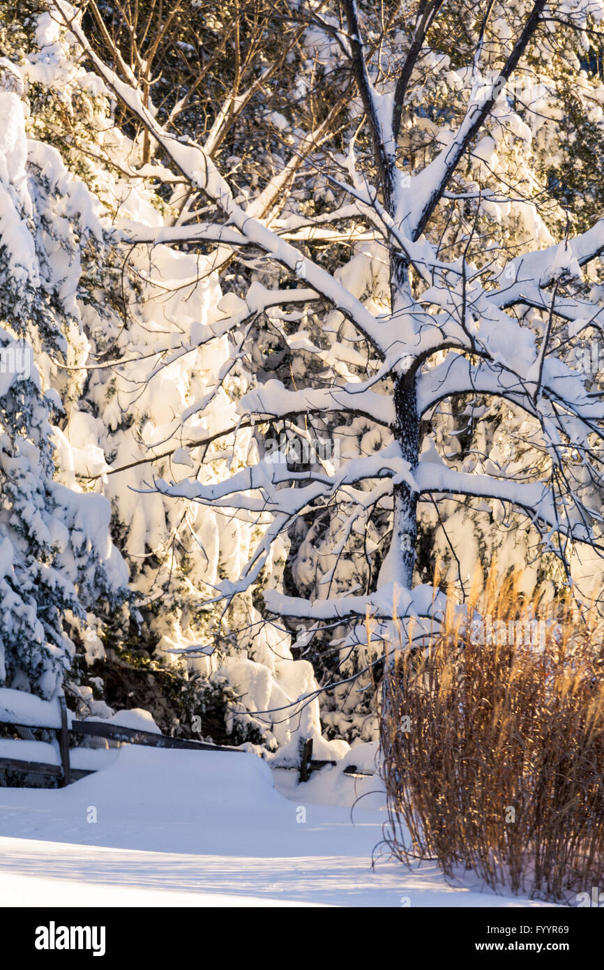 Deep snow in drifts cover fir tree Stock Photo - Alamy
