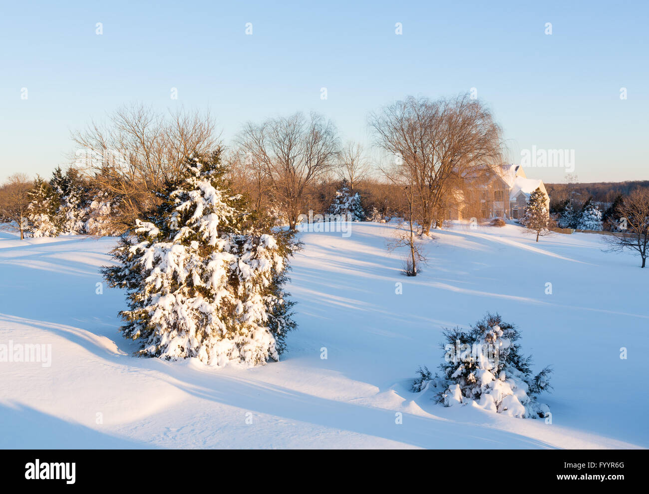 Deep snow in drifts cover fir tree Stock Photo - Alamy