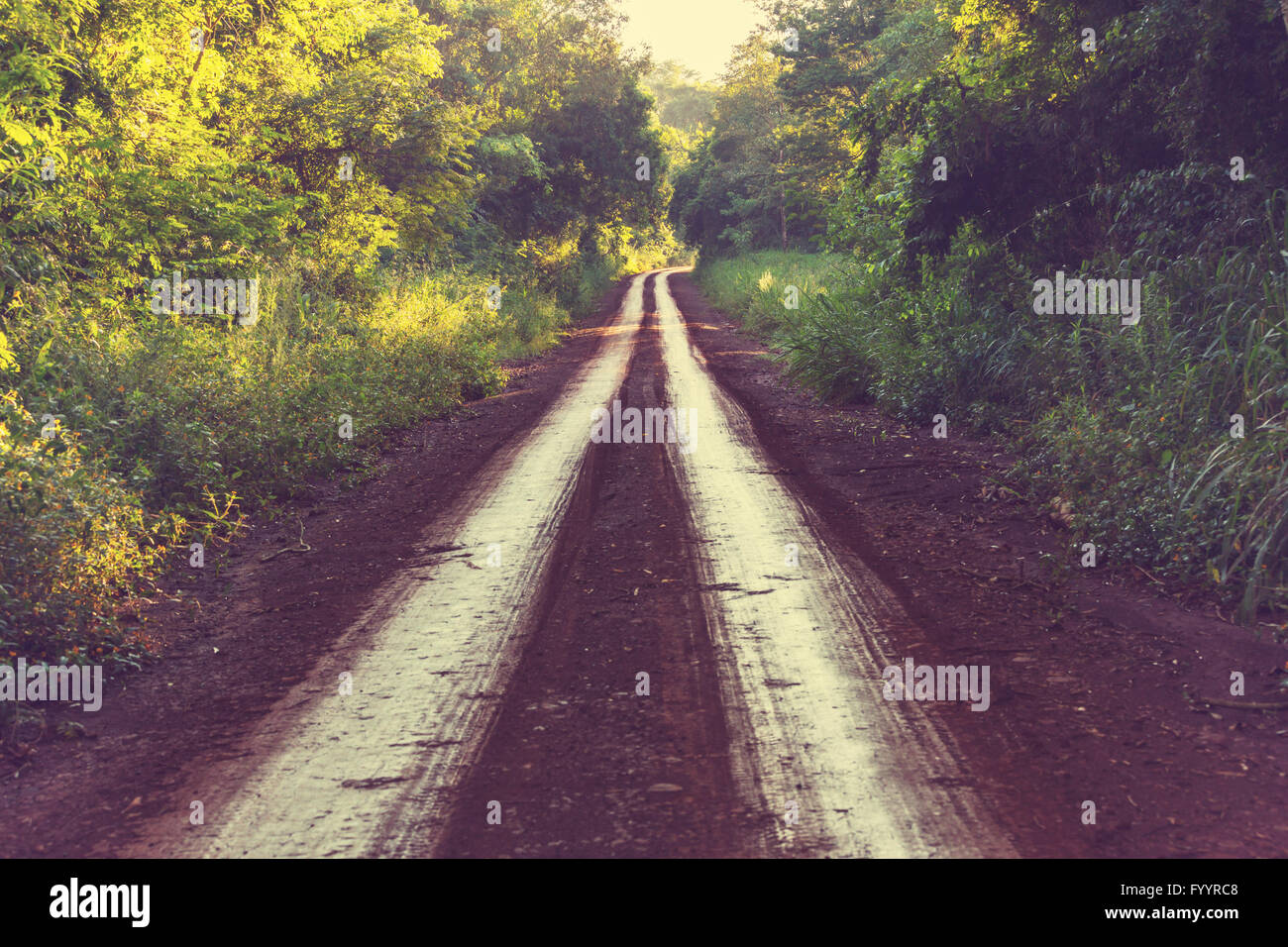 Road in jungle Stock Photo - Alamy