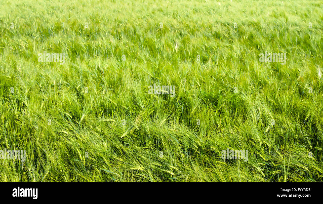 Wet farm land hi-res stock photography and images - Alamy