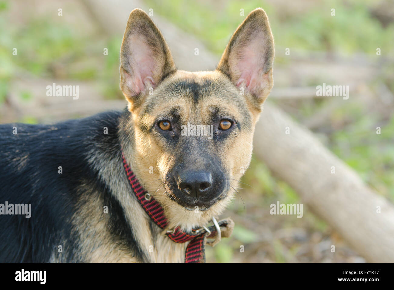Half breed dog german shepherd hi-res stock photography and images - Alamy