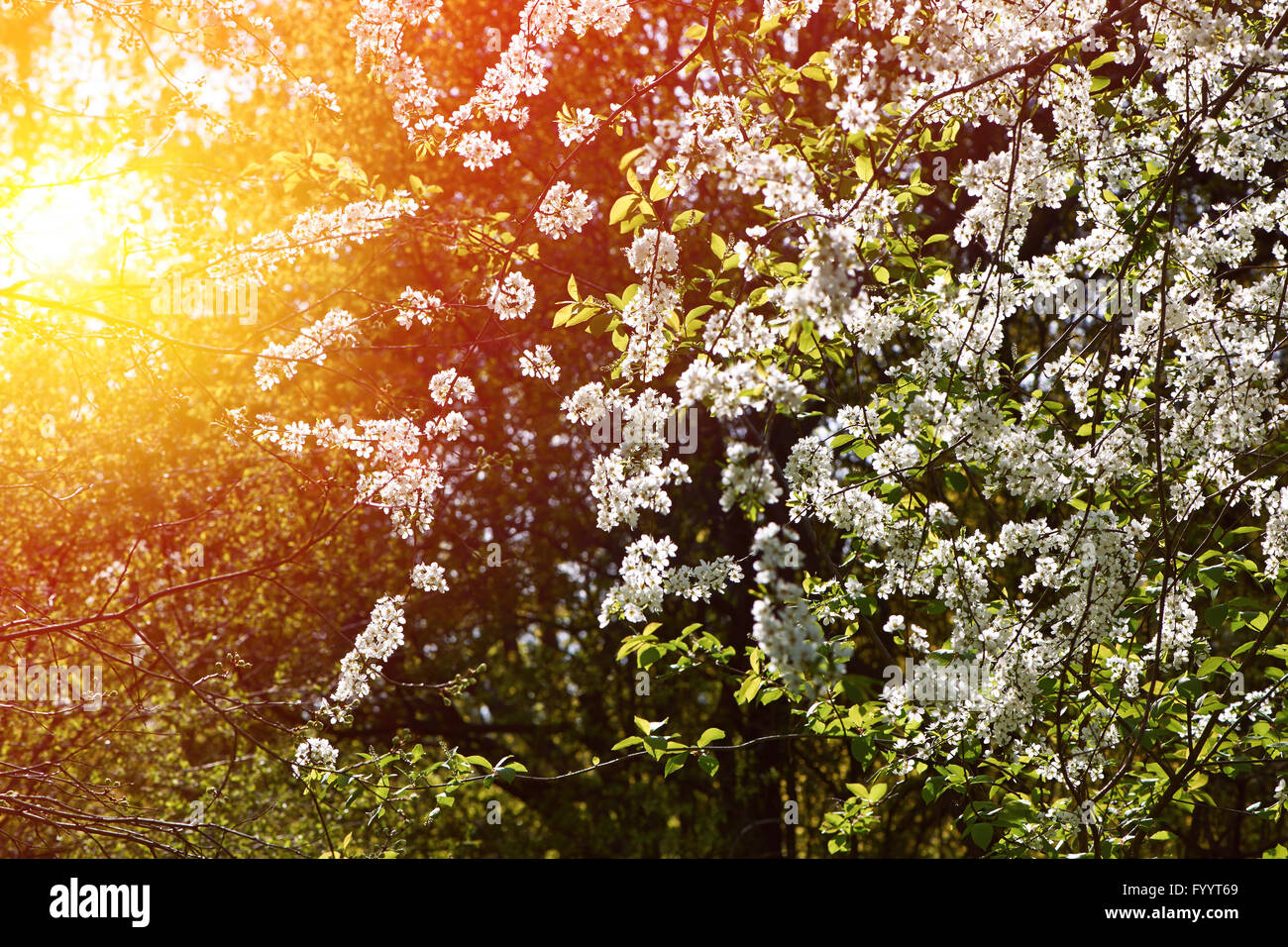 Sunset cherry blossoms hi-res stock photography and images - Alamy