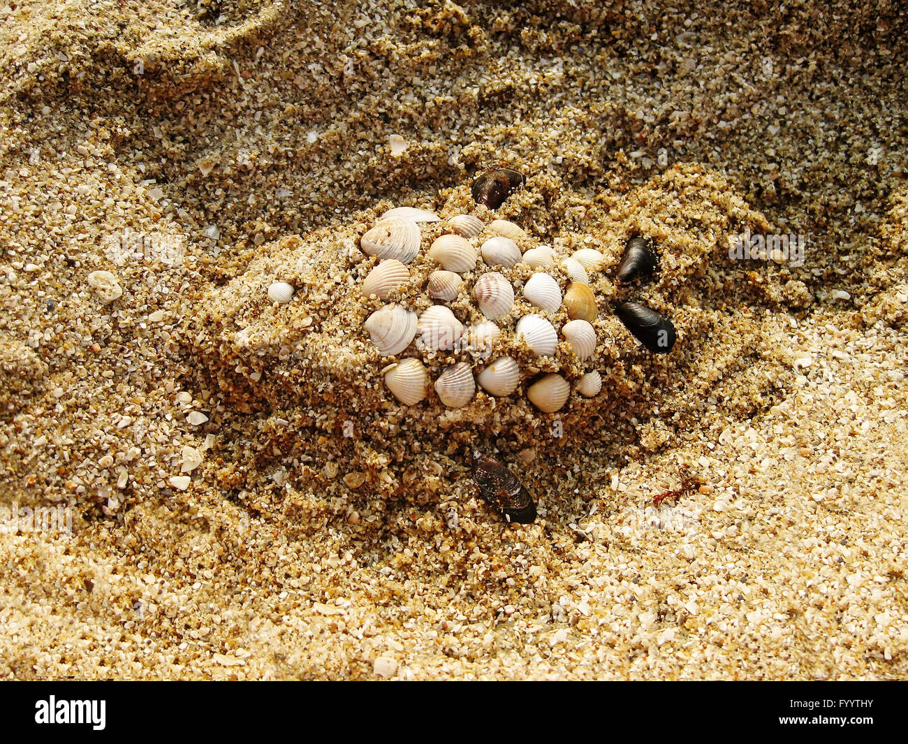 Made from fish hi-res stock photography and images - Alamy