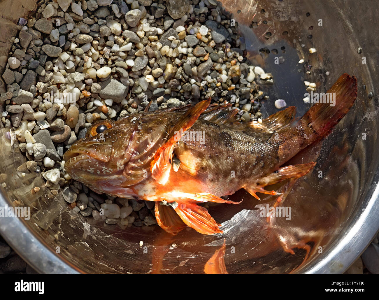 Cooking fish in water hi-res stock photography and images - Alamy
