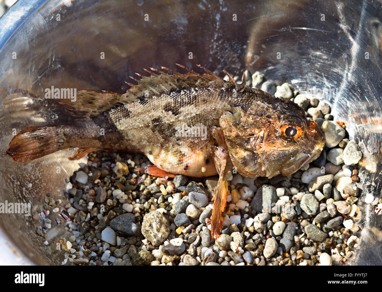 Scorpion fish hi-res stock photography and images - Alamy