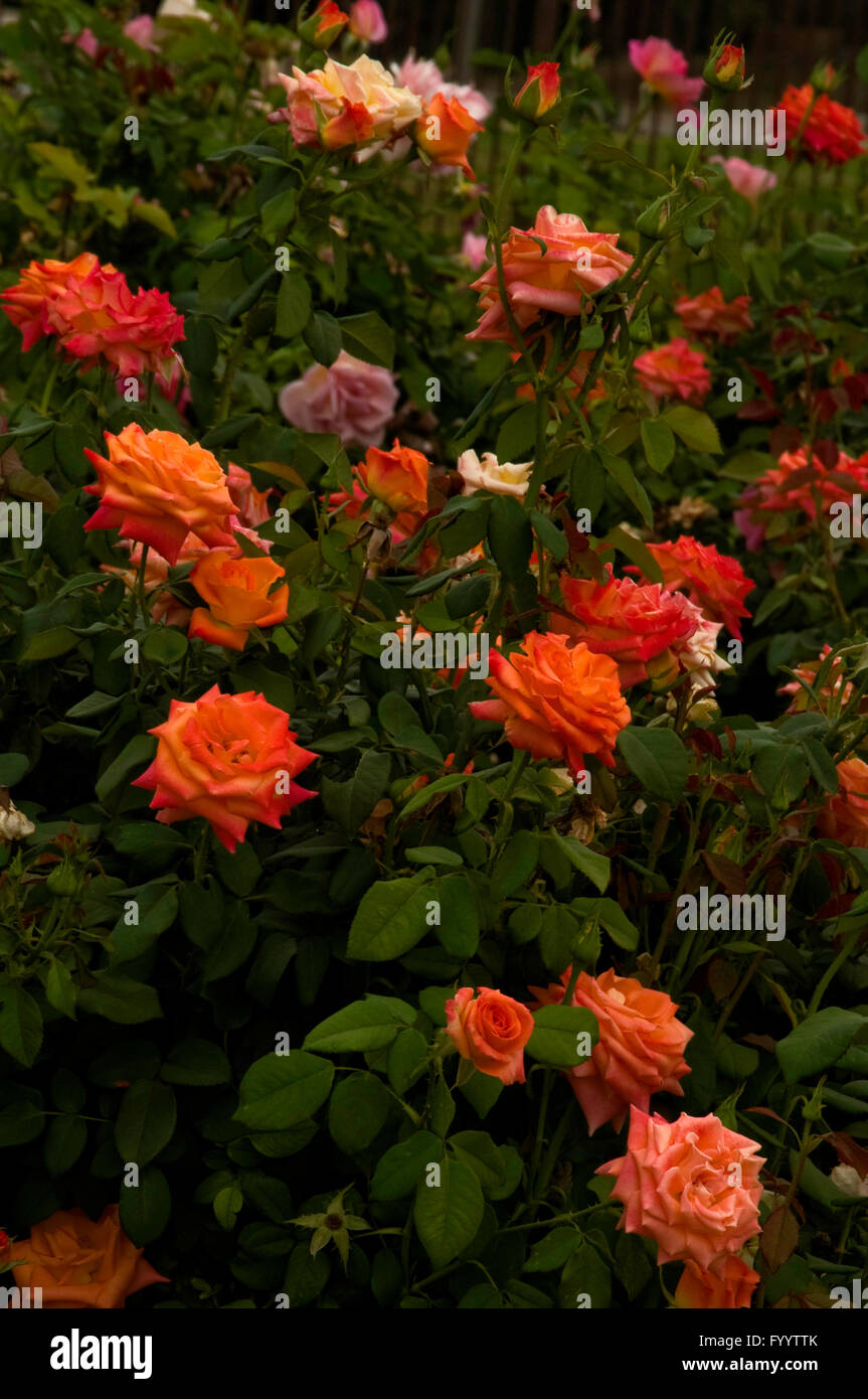 Grandiflora hi-res stock photography and images - Alamy