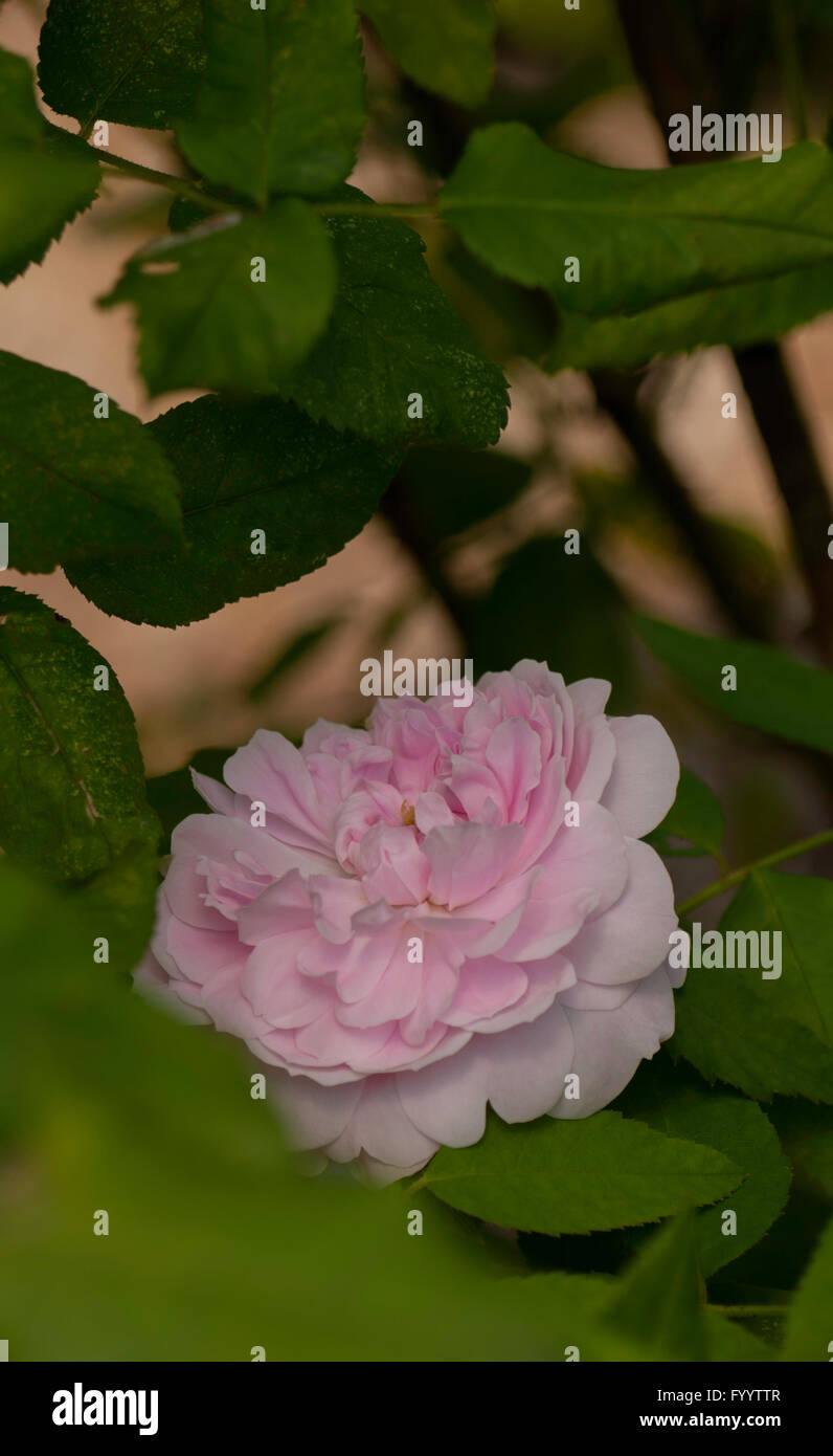 Marchesa boccella hi-res stock photography and images - Alamy