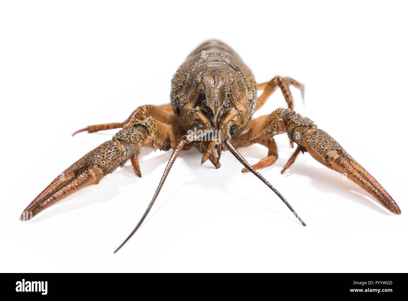 Live shell fish Cut Out Stock Images & Pictures - Alamy