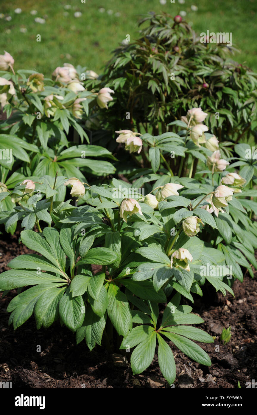 Tibetan hellebore hi-res stock photography and images - Alamy