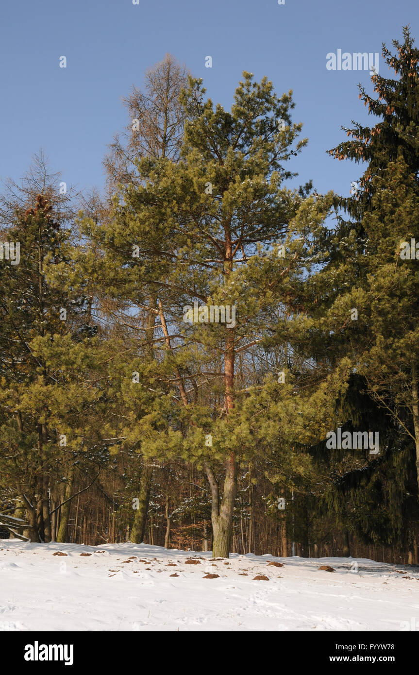 Pinus sylvestris, Scots pine Stock Photo - Alamy