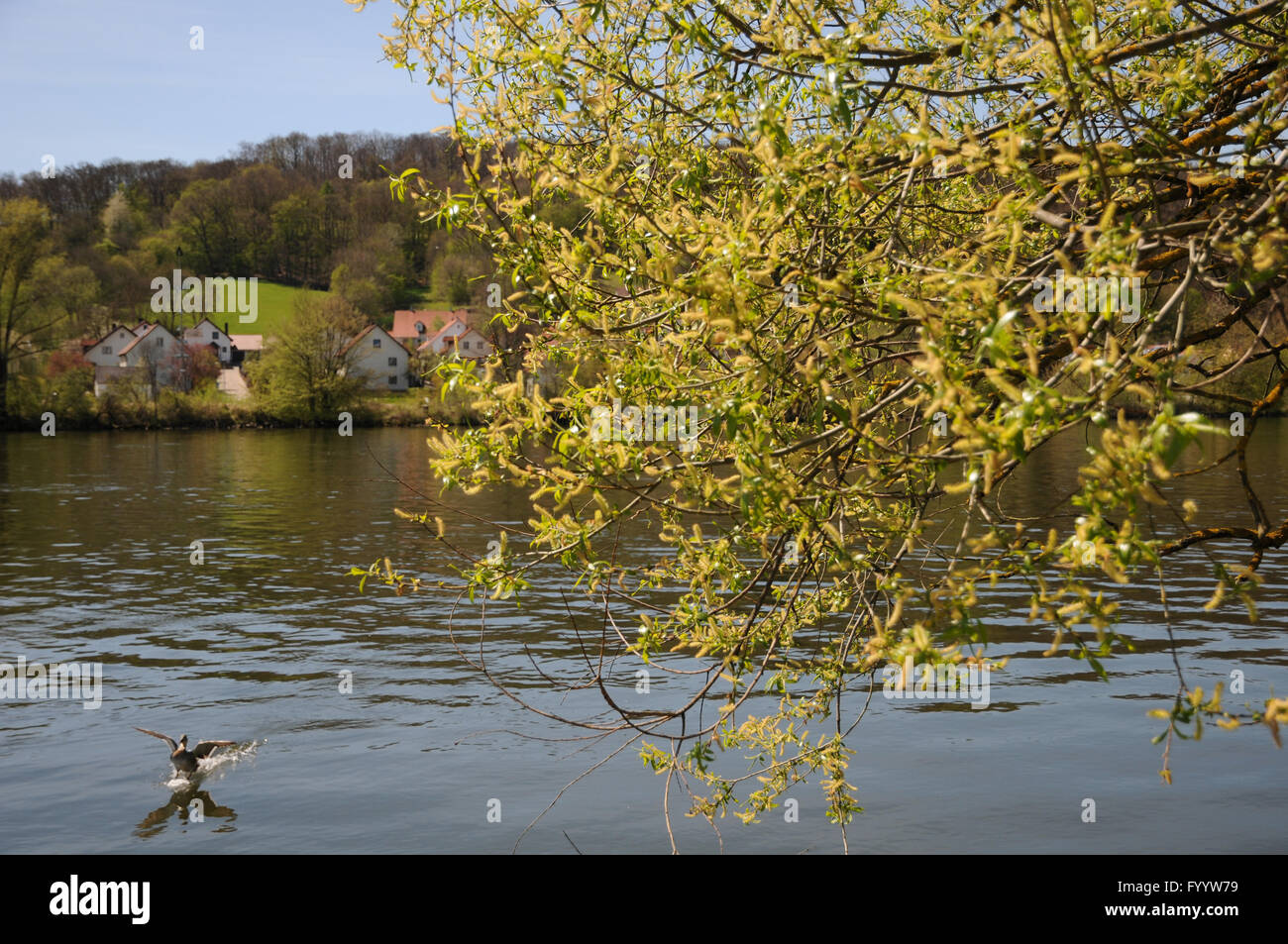 Salix alba, Silver willow Stock Photo - Alamy