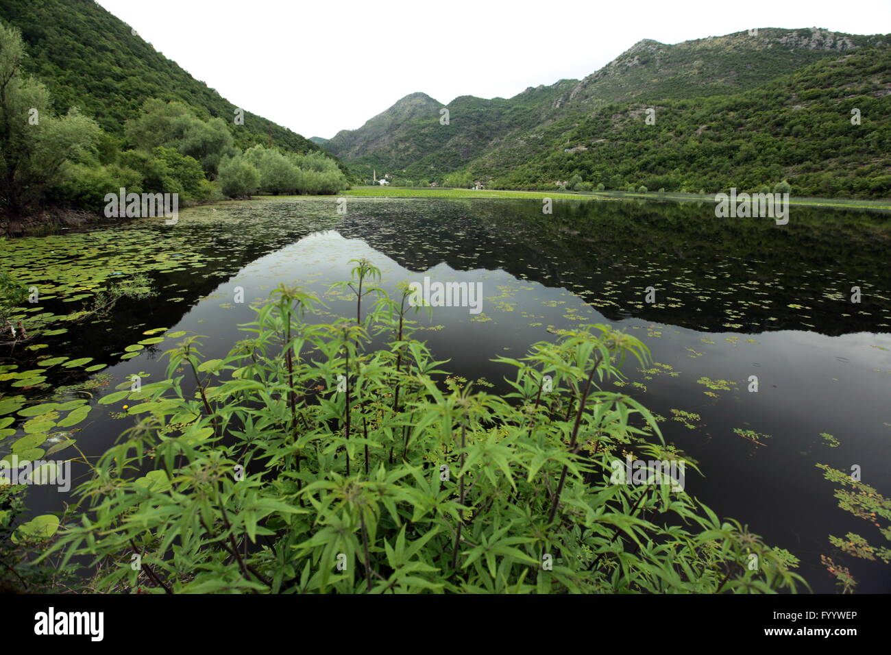 EUROPE BALKAN MONTENEGRO SKADAR LAKE Stock Photo - Alamy
