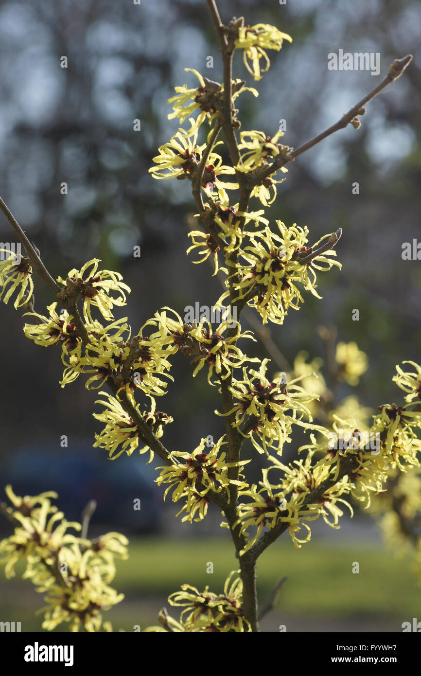Hamamel hi-res stock photography and images - Alamy