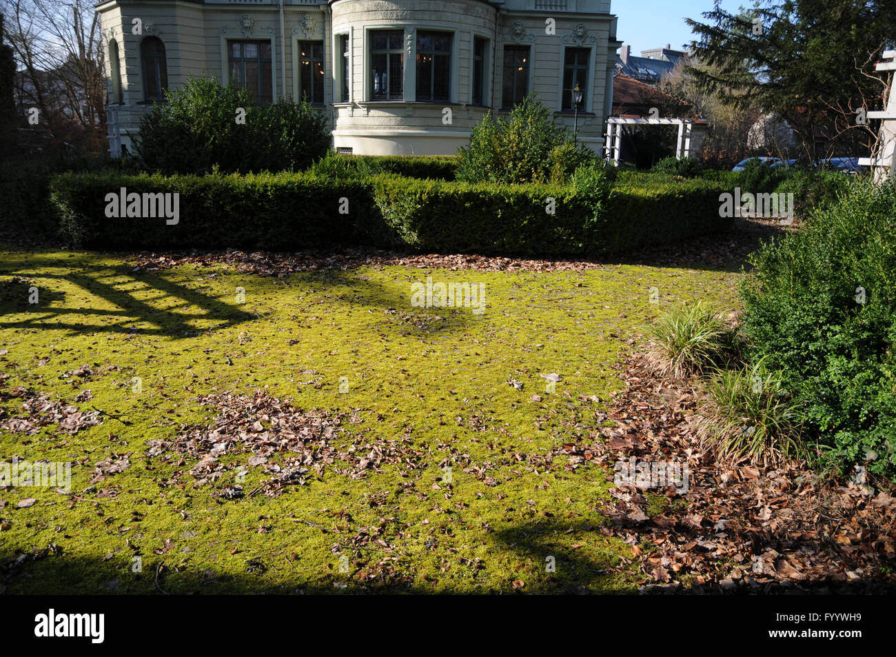 Moss in pavement Stock Photo - Alamy