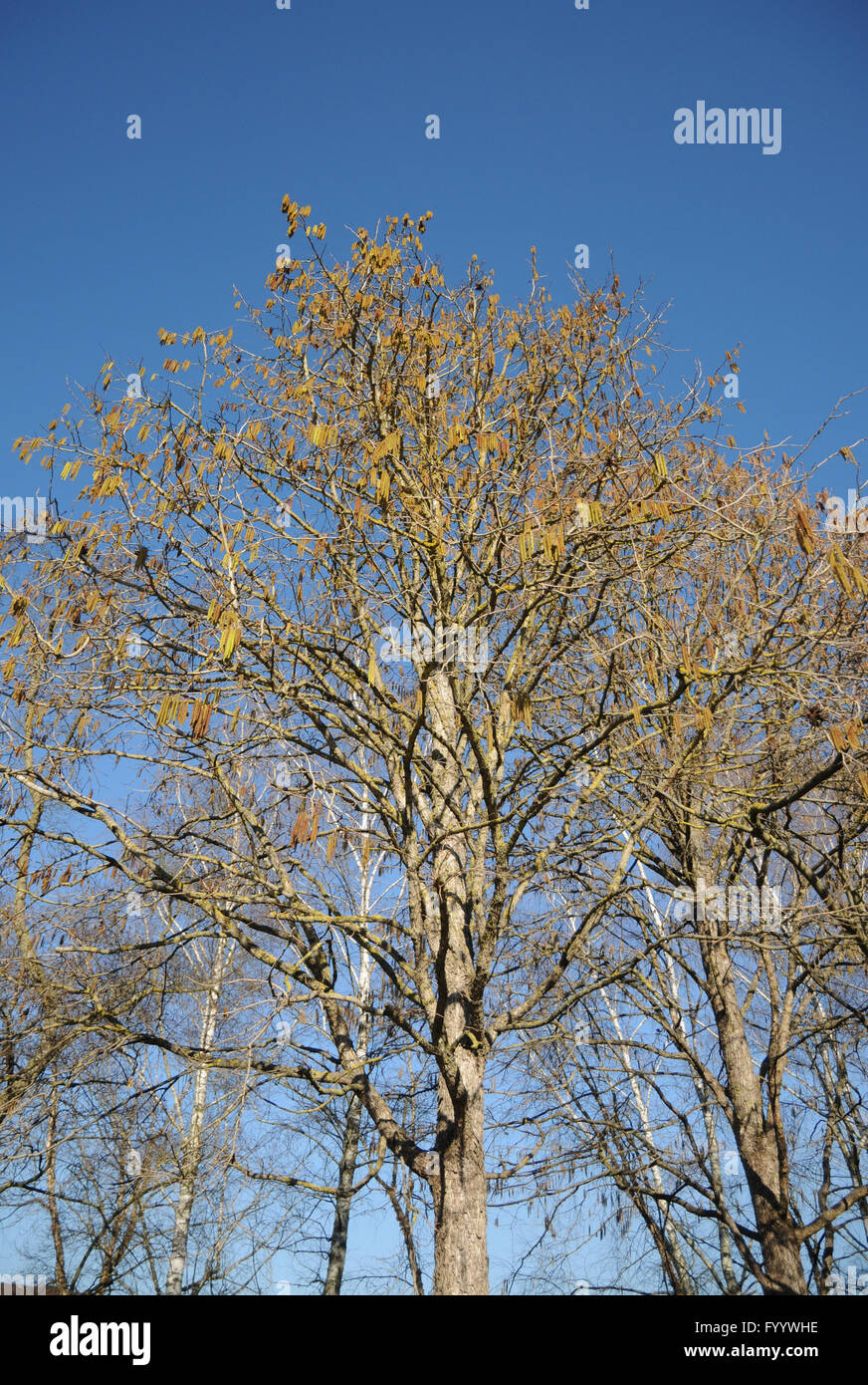 Corylus colurna hi-res stock photography and images - Alamy