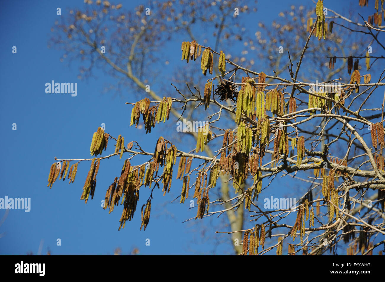 Corylus colurna turkish hazel hi-res stock photography and images - Alamy