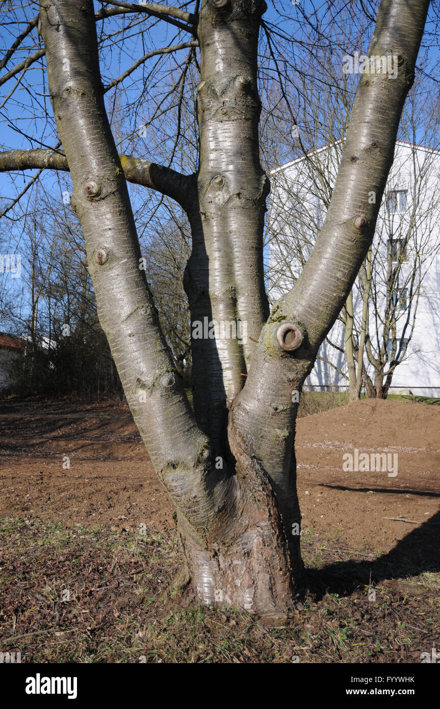 Cherry stems hi-res stock photography and images - Alamy