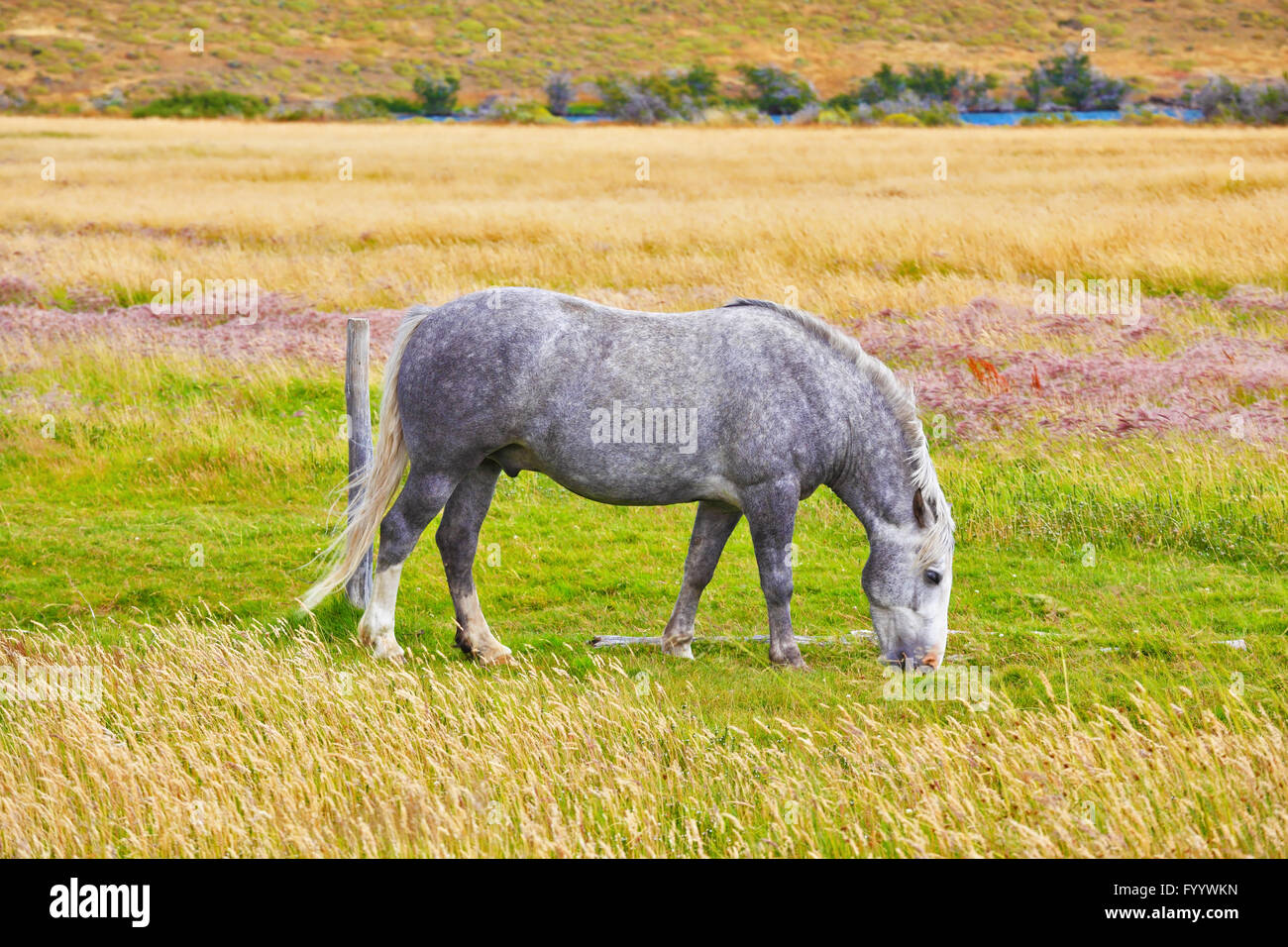 Dappled horse hi-res stock photography and images - Alamy