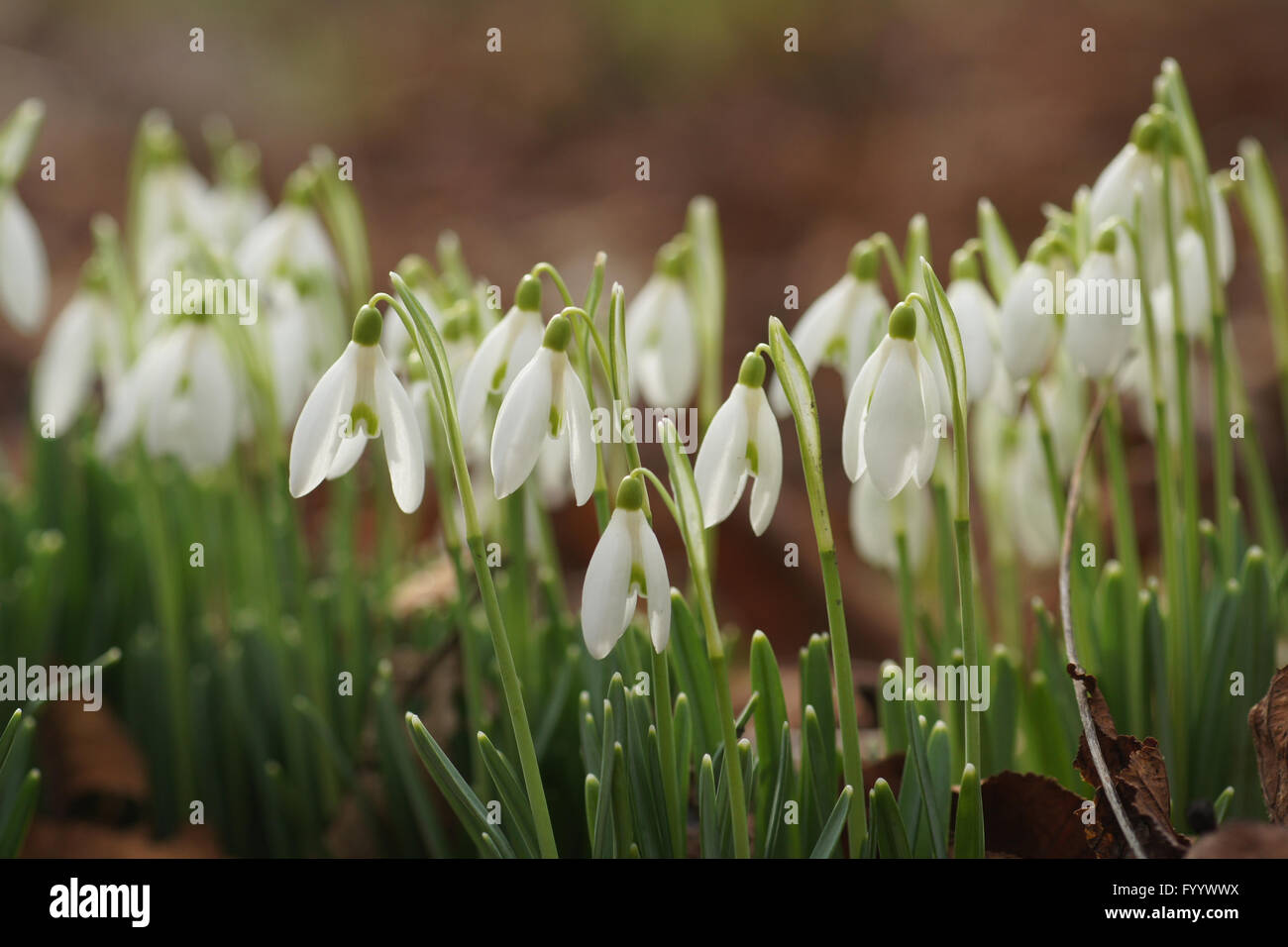 Galanthus nivalis, Snowdrop Stock Photo - Alamy