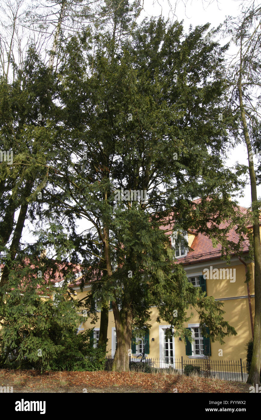 Taxus baccata, Yew, large old tree Stock Photo - Alamy