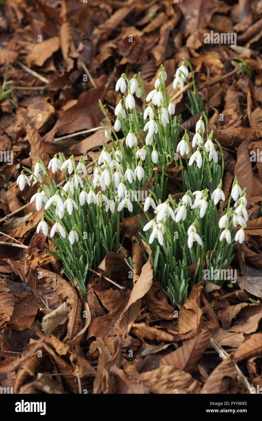 Galanthus nivalis, Snowdrop Stock Photo - Alamy