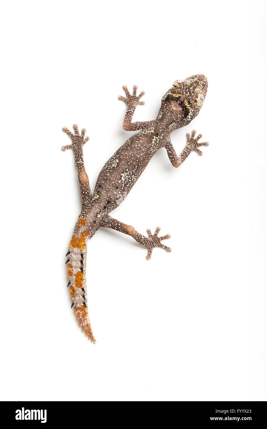 Northern spiny tailed gecko hi-res stock photography and images - Alamy