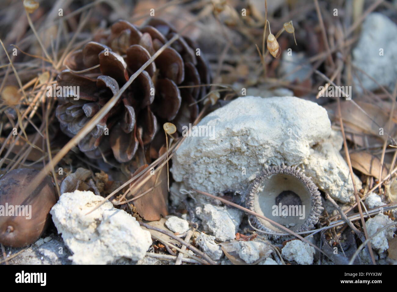 A collection of natural debris laid on the floor Stock Photo - Alamy