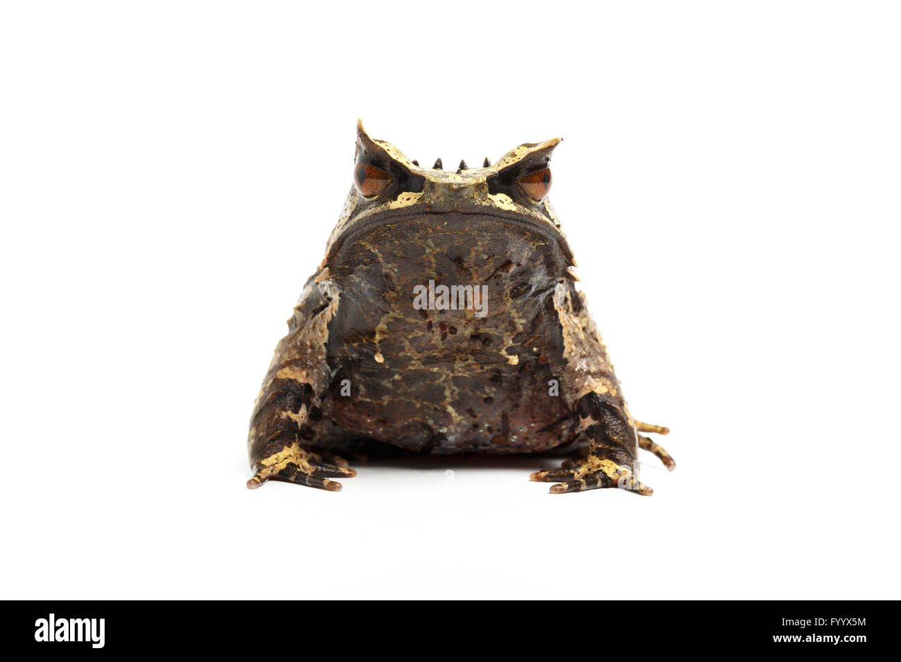 Asian Horned Toad or Frog, Megophrys nasuta, a member of the ...
