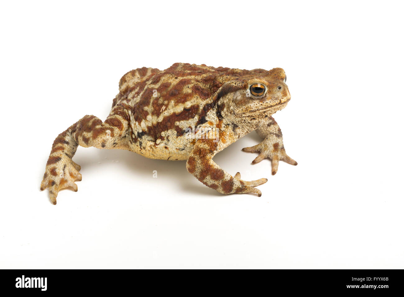 Asiatic Toad, Miyako Toad, Bufo gargarizans, China, Russia, Japan etc ...